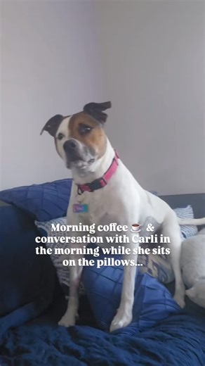 Erin Tallering-Hellberg on Instagram: "Nothing like coffee ☕️ and conversation with Carli in the morning... while she sits on her pillows 😆 She's such a character 🤪 Follow @carli_tank2025 for daily shenanigans with my 2 senior rescues, Carli & Tank 🐾🐾, and updates on Tank's Cancer journey. #seniorrescuedogs #lifewithrescuedogs #rescuedogmom #bullybreeds #CancerSucks🎗 itsarecuedogslife americanstaffordshireterrier amstaff amstaffmix pittiemix staffymix adoptasenior adoptdontshop"