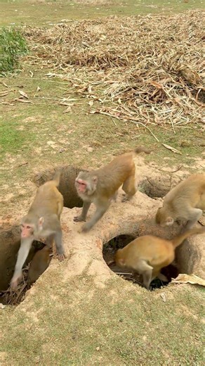 Monkeys caught in a hole 😂🐒”