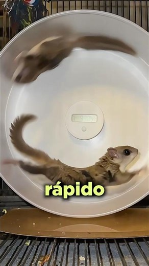 Qué tan RÁPIDO las Ardillas Pueden Pensar, Adaptarse y Correr!