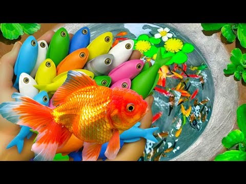 Catch Wonderful Colorful Ornamental Fish In Colorful Surprise Giant Eggs, turtle, goldfish, turtle🐢🐢