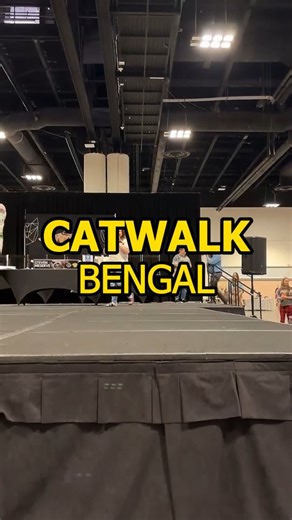 ✨🐆 Welcome to the Bengal Catwalk! 🐾 These little leopards are stealing the spotlight with their wild beauty, confident strut, and I'm your guide. 😻 With their sleek coats, stunning rosettes, and endless energy, Bengals really know how to own the runway! 💫 Would your cat nail the catwalk too? 🐈‍⬛👇 #BengalCat #CatShow #LCWW #CatsofInstagram #CatWalk #FelineFashion #CatEvent | Steven Meserve