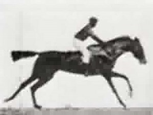 MUYBRIDGE MOVES
