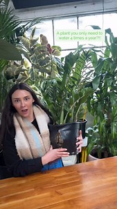 1.2M views · 11K reactions | The Zanzibar Gem is the ultimate...