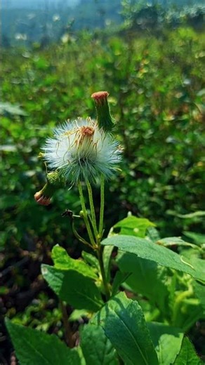 A Quiet moment in nature | Stress relief | Relaxing nature 🌸 | Natural sounds 🍃