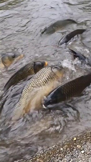 Amazing Fish Jumping in the River | Unbelievable Nature Moments #fishinglife #shorts#aquaticlife