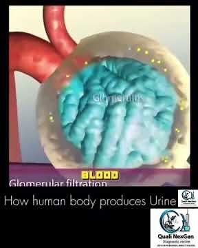 HUMAN BODY PRODUCES URINE