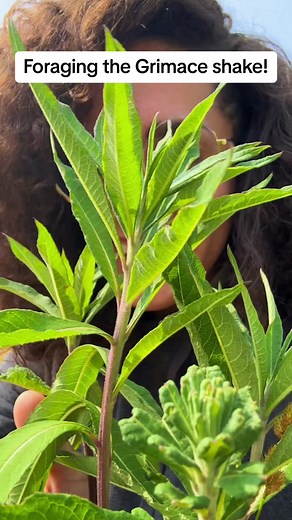 you gotta know when to run #grimaceshake #grimace #foragedrecipes #purpleshake