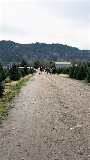 It was rainy up at the farm this week but it’s beautiful and dry here today! We’d love to help your family find a tree to celebrate the Christmas season around this year! 🎄 We’re here until 4pm—hope to see you soon! | Alpine Meadows Christmas Tree Farm