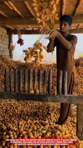 Innovative Date Sorting Rack System: Best Natural Gravity Separation Action