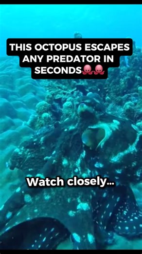 This Octopus Escapes Any Predator in Seconds!