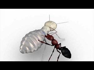 Termites act as 'suicide bombers' to defend their colonies