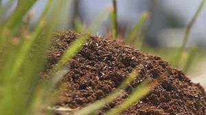 Common pests that invade the home during the fall and winter months