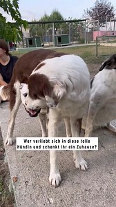 Zuhause gesucht 🏡 Cookie kam gemeinsam mit ihrem Welpen Crumble in unser Tierheim. Sie wurde kastriert und sollte anschließend wieder zu ihrem Fundort gebracht werden. Ihre freundliche und liebenswerte Art hat uns jedoch überzeugt diese schöne Hündin zu behalten. Cookie sucht nun ein passendes und liebevolles Zuhause. Wir glauben, dass sie gut als Zweithund in ein ländliches Zuhause passen würde. Kontaktiere bei Interesse sehr gerne ihre Vermittlerin Carolin. 🐶💙 Weitere Infos zu Cookie: Gesch