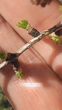 The Tree That Breaks All the Rules: The Amazing Larch (part 2)!