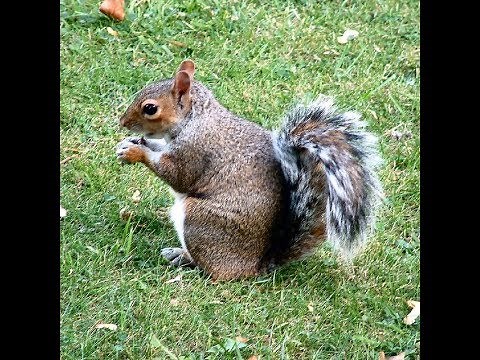 10 Squirrel Facts You Didn't Know Before