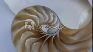 shell nautilus pearl Fibonacci sequence symmetry cross section spiral structure golden ratio background mollusk (nautilus pompilius) copy space half split stock, footage folm clip video