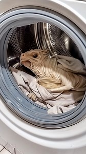 104K views · 62 reactions | Don't leave your washing machine open...(AI generated) Partner: Cherry Chuckle | Lady Panda | Facebook