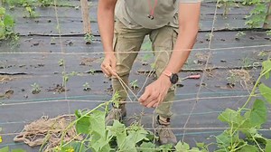 543K views · 7.6K reactions | काकडी साठी जाळी विणणे Weaving Net Trellis for Cucumber #trellis #cropnet #cucumber #cropsupportnet | AllGanic Farm | Facebook