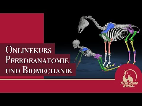Onlinekurs Pferdeanatomie und Biomechanik