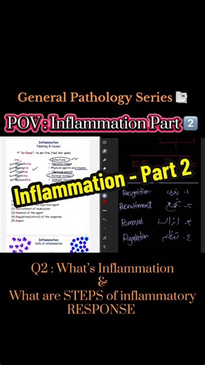 Understanding Inflammation: Key Steps in the Response