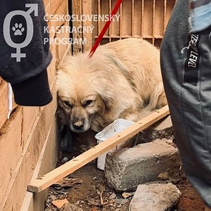 109K views · 3.2K reactions | ❗️ĎALŠÍ PSÍK JE PO DLHÝCH ROKOCH V...