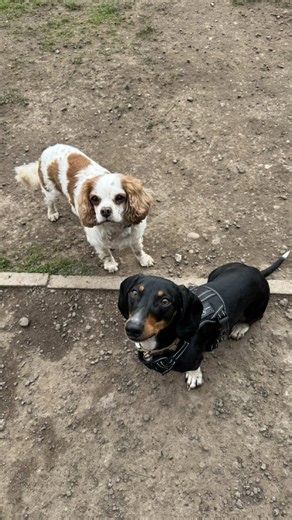 Sassy pants 🐶 #malandpalpetservices #dogwalkerslife #bridgepaddockssecuredogwalking #dachshund #kingcharlesspaniel