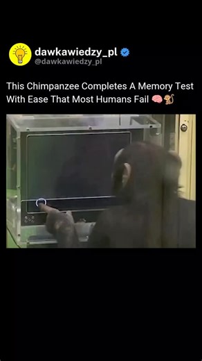 Ciekawostki, fakty, nauka on Instagram: "Chimpanzees can outperform humans in certain memory tests. After seeing numbers on a screen for just a split second, they can remember their exact positions perfectly — even after the screen goes blank. Most humans struggle to do the same, even with training. This isn’t about being “smarter.” Chimpanzee brains evolved for fast visual processing and instant recall, which helped them survive in dynamic environments. Research (including studies from Kyoto Un