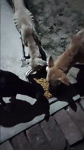 simon home dog #funny #pets #puppy #funmoviemusic #november2018