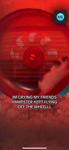 Funny Hamsters Flying Off the Wheel Compilation