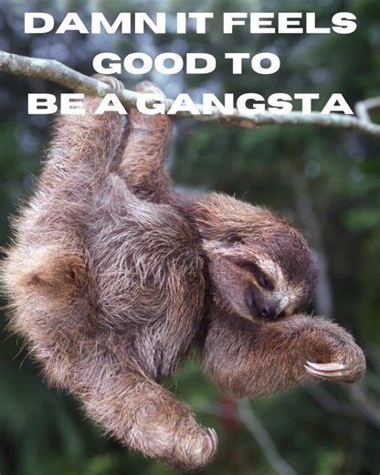 🦥😎 Straight outta the jungle, this sloth’s got the moves and the vibes. Cool, calm, and always in control — this sloth’s living life on its terms. 🌿💥 No rush, just swagger. Who says you can't be laid-back and a little bit fierce? 💚✨ Tag your most chill yet badass friend! 🔥 #GangsterSloth #SlothSwag #CoolAndChill #SlowAndBold #SlothVibes #TakeItSlowButMakeItCool