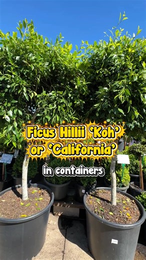 🌿Want 𝘪𝘯𝘴𝘵𝘢𝘯𝘵 𝘱𝘳𝘪𝘷𝘢𝘤𝘺 AND a 𝘴𝘵𝘶𝘯𝘯𝘪𝘯𝘨 𝘧𝘳𝘰𝘯𝘵-𝘺𝘢𝘳𝘥 𝘧𝘦𝘢𝘵𝘶𝘳𝘦? 🤩✨Here’s a perfectly clipped 𝐅𝐢𝐜𝐮𝐬 𝐅𝐥𝐚𝐬𝐡 hedge—thick, lush, evergreen, and amazing at blocking noise, dust, and busy street views while keeping maintenance super easy. Tough, reliable, and shapable in so many ways, it’s one of the best hedge options for Aussie homes! 🌱🏡 . 👉We stock multiple Ficus varieties—𝙚𝙭𝙥𝙡𝙤𝙧𝙚 𝙩𝙝𝙚𝙢 𝙖𝙡𝙡 𝙖𝙣𝙙 𝙥𝙞𝙘𝙠 𝙩𝙝𝙚 𝙥𝙚𝙧𝙛𝙚𝙘𝙩 𝙤𝙣𝙚 𝙛𝙤𝙧