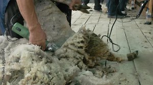 Baikal, Russia - June 14 2019: Buryat national sport shearer shearing sheep at agricultural show in competition. Sacred Mount Yehe Erdo, the venue of the Buryat holiday of the Yerdyn Games