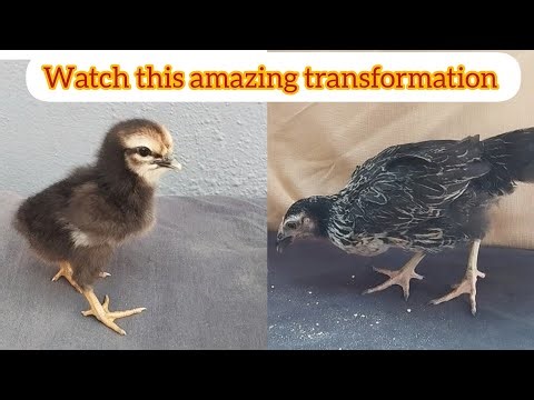 The Complete 70-Day Transformation of a Baby Chicken 🐥