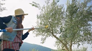 Process of picking ripe olives harvest on countryside plantation, farmer with long garden rake picking lives off the tree branches against amazing sun flares background. Working process on