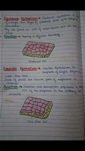 Topper notes Neet 2026 Epithelium tissue
