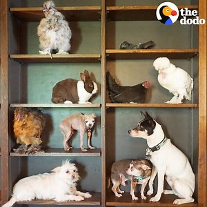 34M views · 42K reactions | This guy can't stop adopting dogs. And chickens. And there's a pig. And they all live under the same roof  (via Dodo Impact) | The Dodo | Facebook