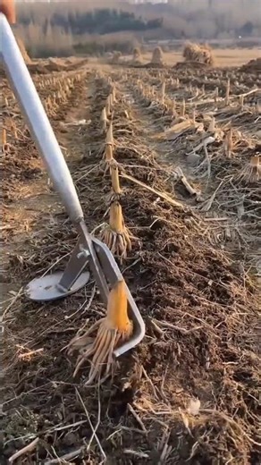 Cleaning Crop Roots from a Field 🌱