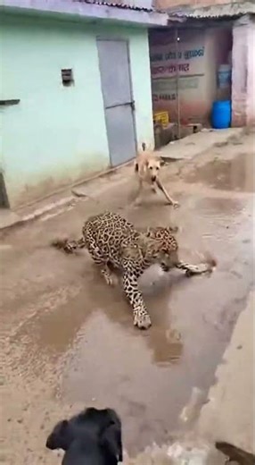 Wet Lane Chase — Dogs Surround Leopard Near Houses! 😱🐆🐕💧