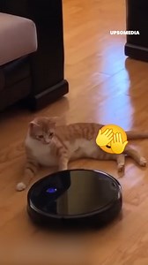 13K views · 331 reactions | This cat didn't understand why there was so much hostility... but the vacuum was just doing its job. | Meow Meow | Facebook
