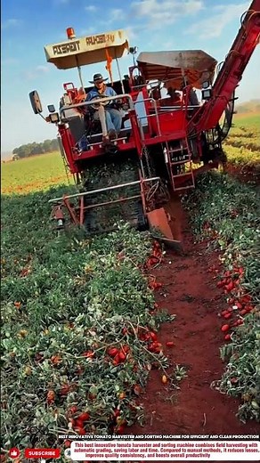 Best Innovative Tomato Harvester and Sorting Machine for Efficient and Clean Production