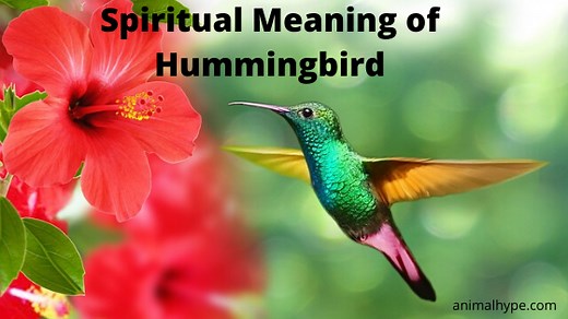 Hummingbird Meaning and Symbolism (Totem, Spirit and Omens) - Animal Hype