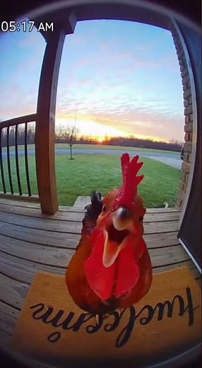 Rooster Uses Doorbell Camera as Alarm Clock at 5AM 😳🐓
