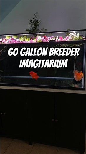 🌀From a 55 gallon to a 60 breeder #fishtank #imagitarium #fancygoldfish