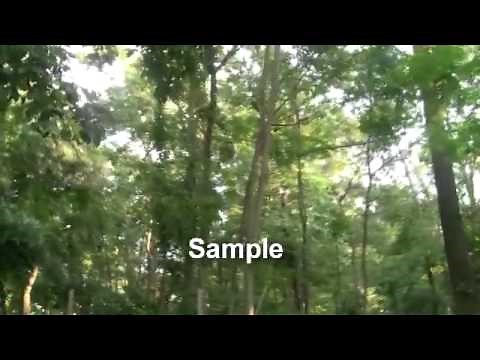 High Pitch bird sounds