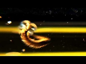 Psychodidae alive larvae