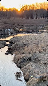 Sunset walk in Calgary. So much nature. We also saw coyote, deer, and muskrat. #nature #familyadventures❤️ #calgary #fishcreek | 10Adventures | Facebook