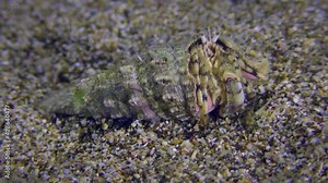 Small hermit crab or South-claw hermit crab (Diogenes pugilator) lives in the shells of various gastropods, cancer peeps out of the shell of Cerithium sp.
