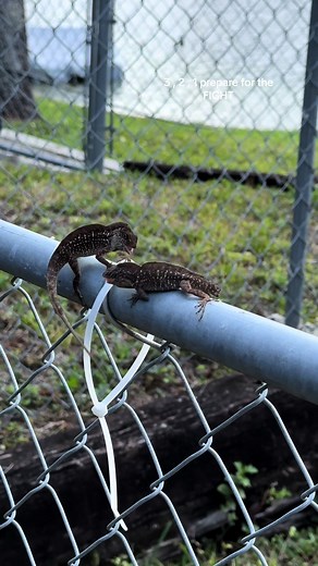 Globalfisherman on TikTok