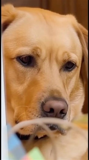 Goose Pranks Dog with TNT #viralpost #dogsofinstagram#virals #foryou #fyp #funny #ytshorts #shorts