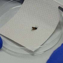 Video: Detection of Foodborne Bacterial Pathogens from Individual Filth Flies